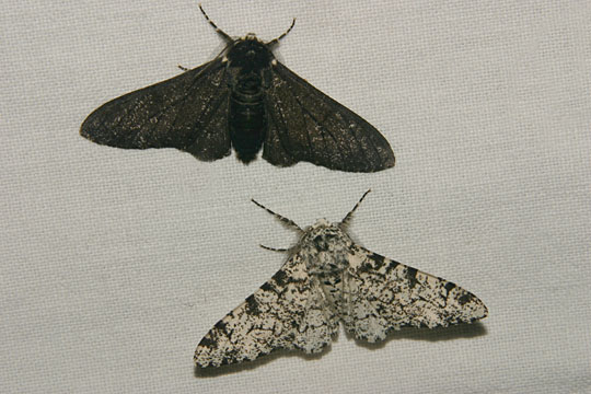 Unearthly News - Could the 'Greys' Be a Race of Humans Who Evolved ...